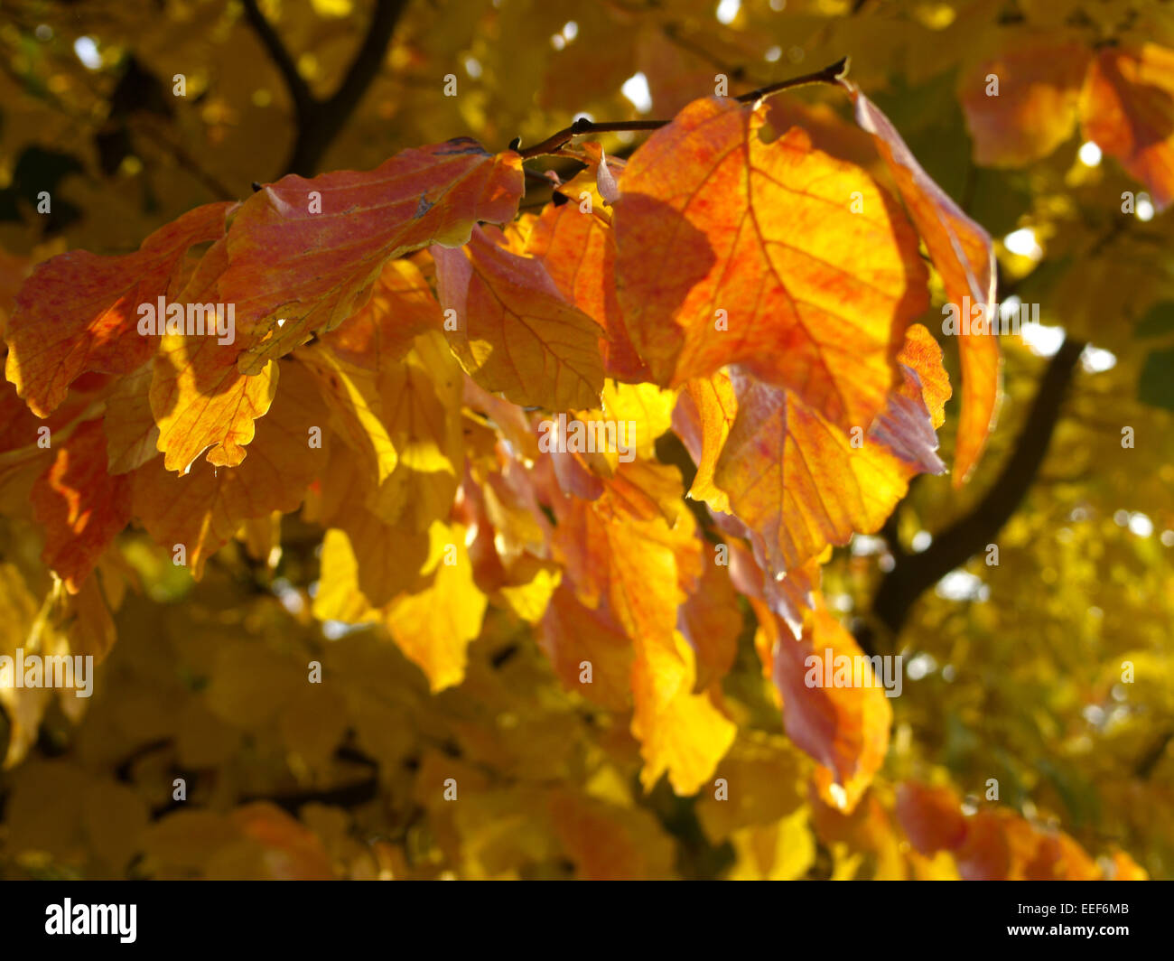 Baum Baeume Herbst Herbstlaub Blaetter High Resolution Stock ...