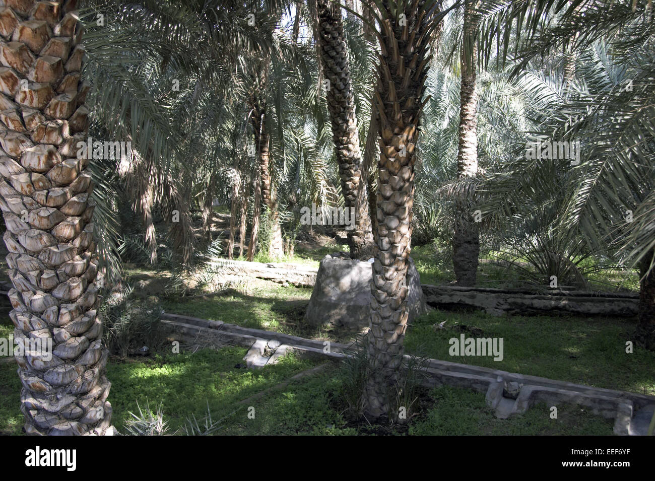 Sultanat Oman Reisen Fanja Oase Wadi Palmen Bewaesserung Wasserleitung ...