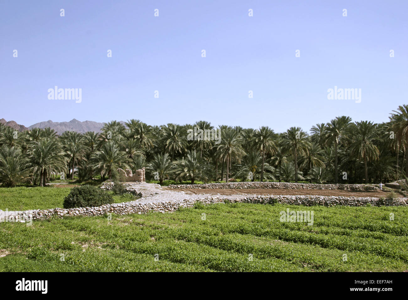Sultanat Oman Reisen Rustaq Oase Palmen Plantage Felder Gruen ...