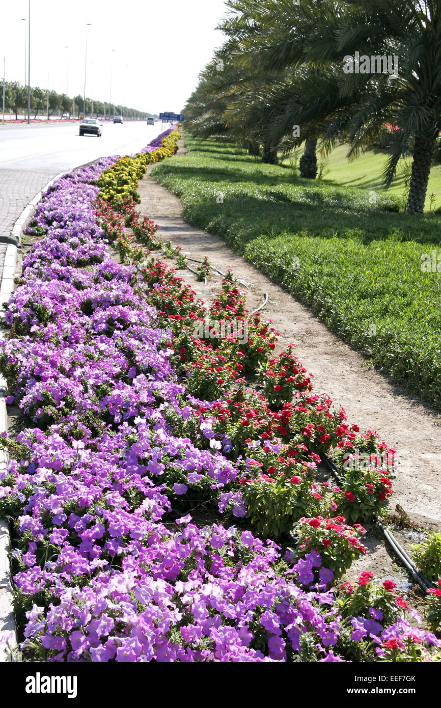 Sultanat Oman Muscat Maskat Masquat Reisen Verkehr Verkehrsinsel Blumen ...