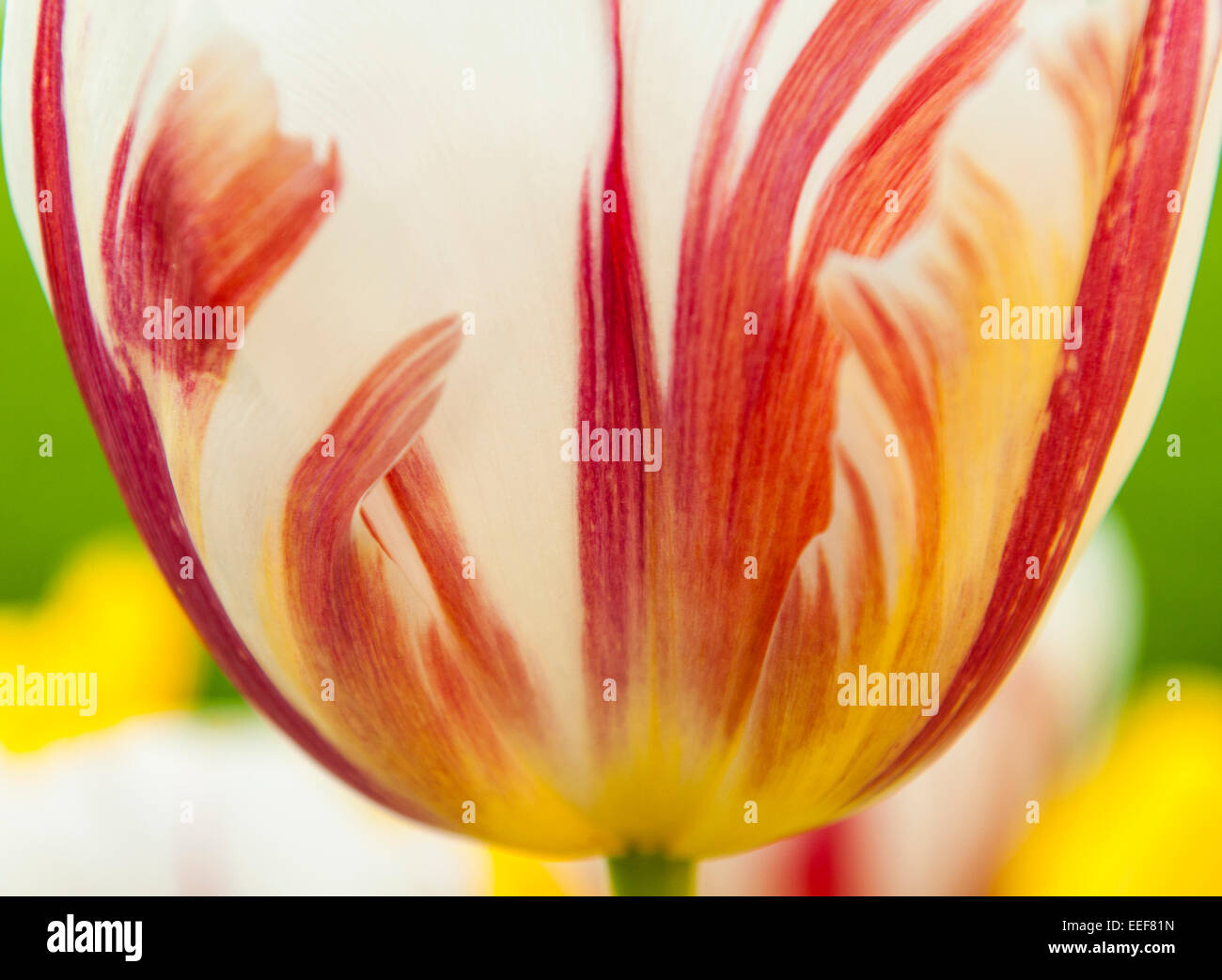 Spring fauna hi-res stock photography and images - Alamy