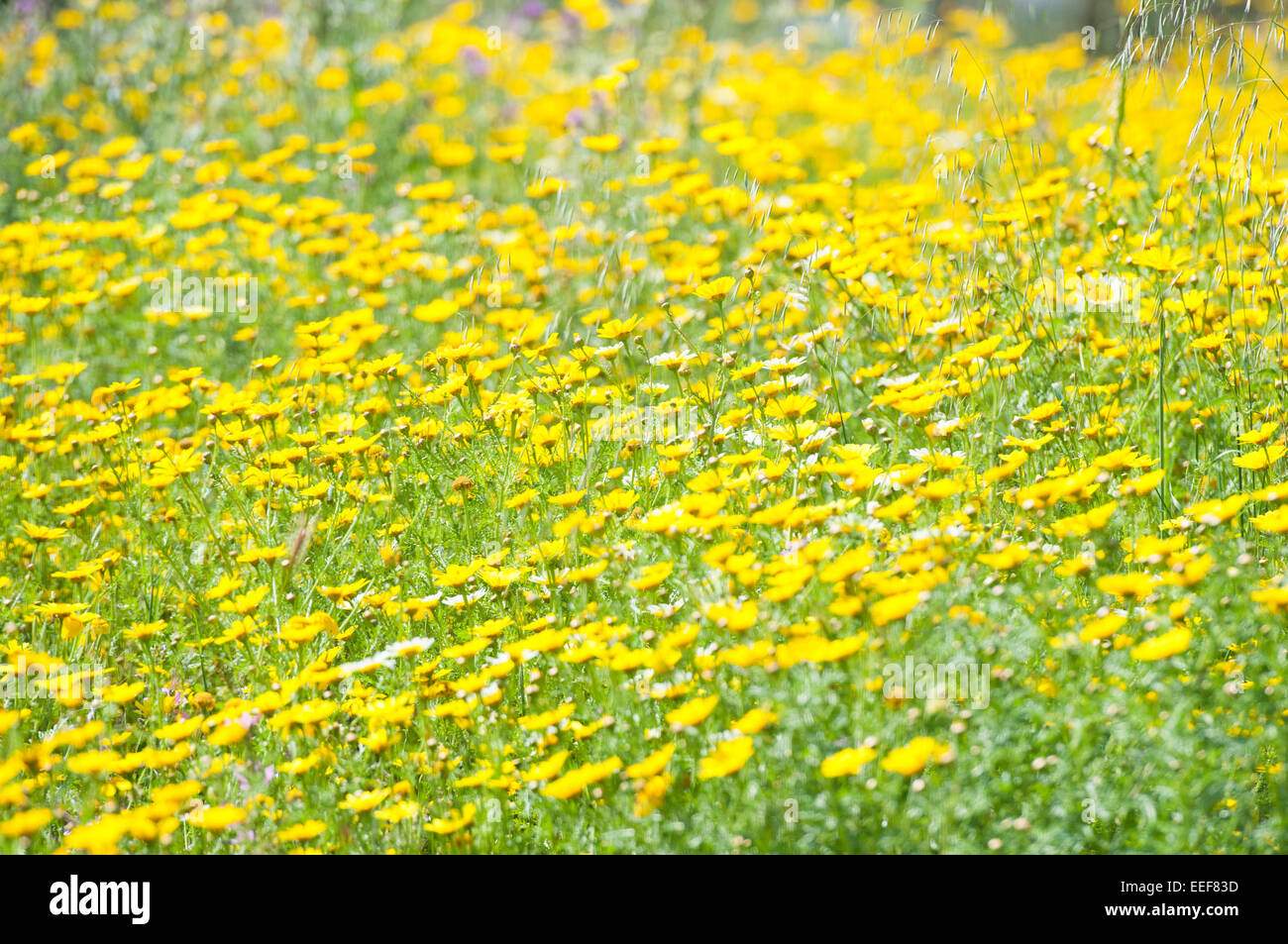 Wild flowers in full bloom in spring Stock Photo - Alamy