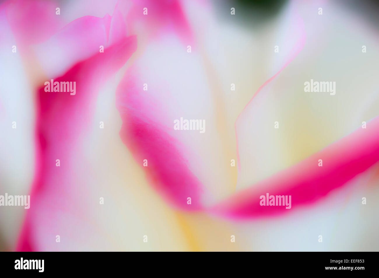 Close up image of rose petals. Abstract pattern useful for backgrounds ...