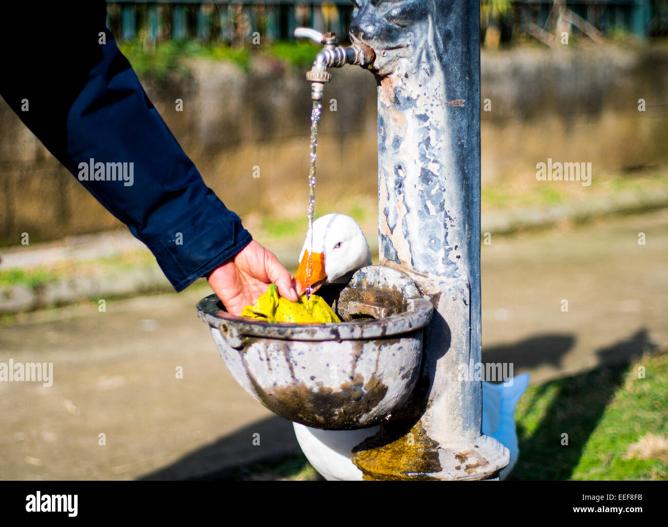 Duck biting hand hi-res stock photography and images - Alamy