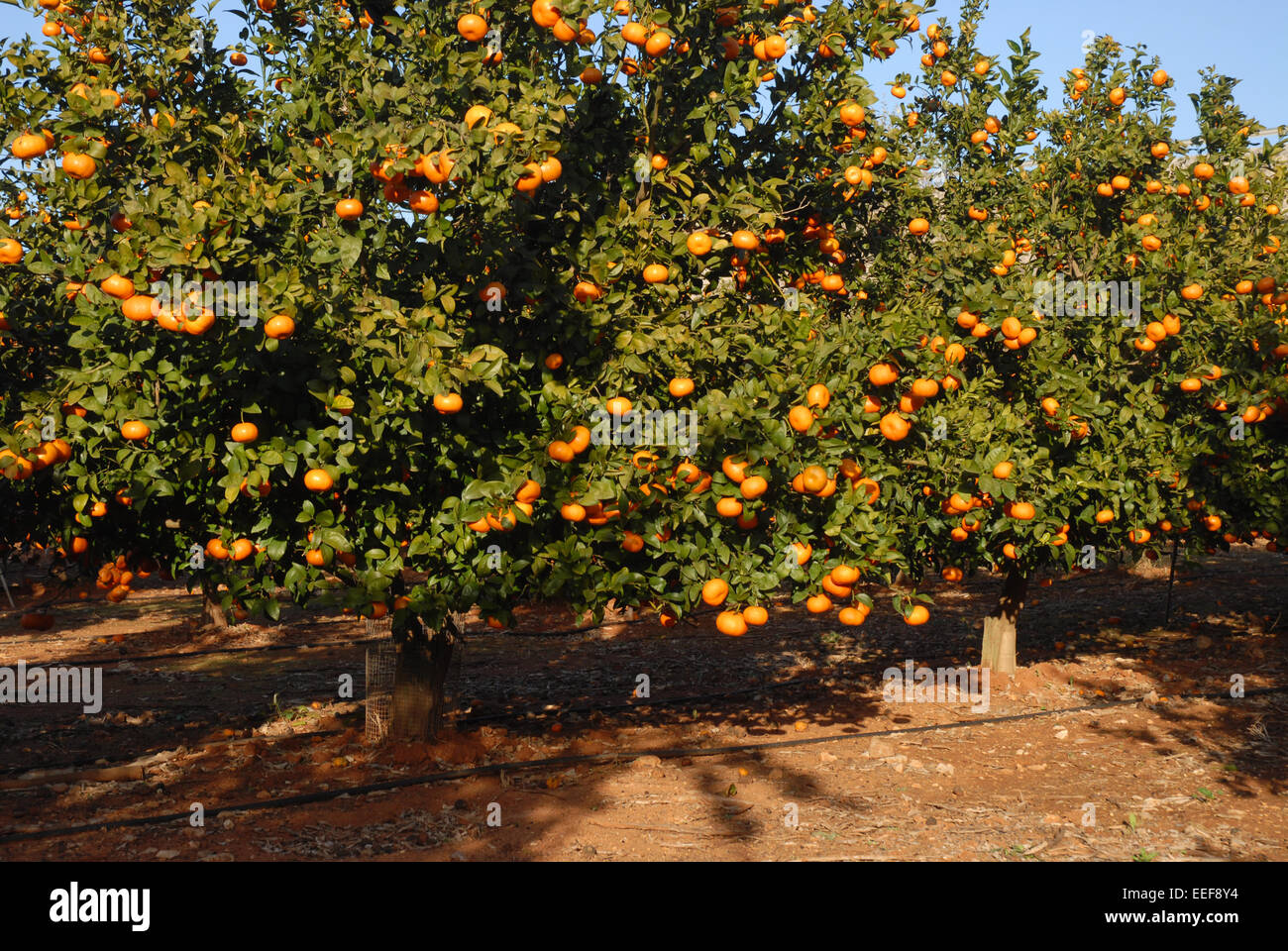 Valencia orange trees hi-res stock photography and images - Alamy