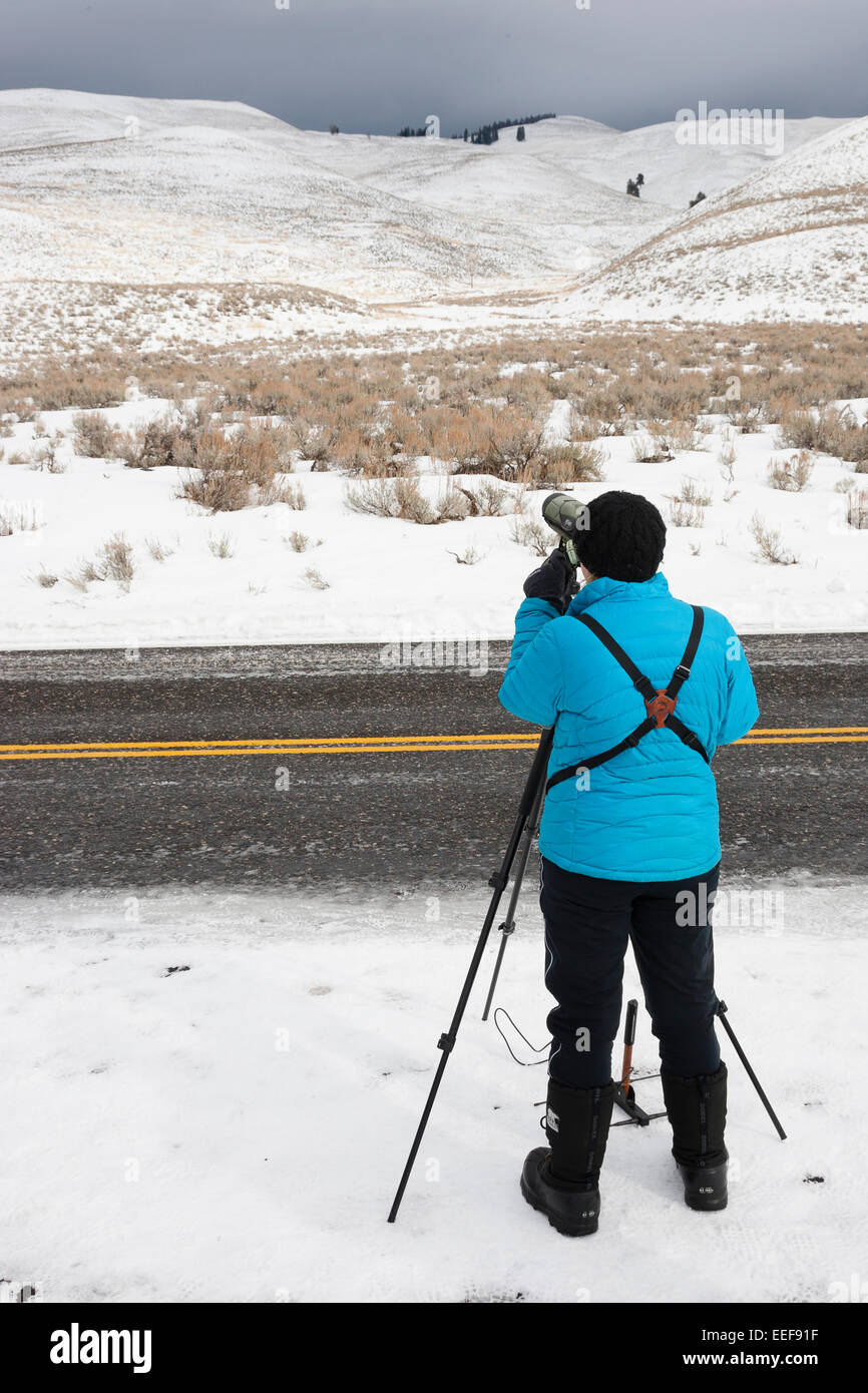 Watching wolf yellowstone hi-res stock photography and images - Alamy