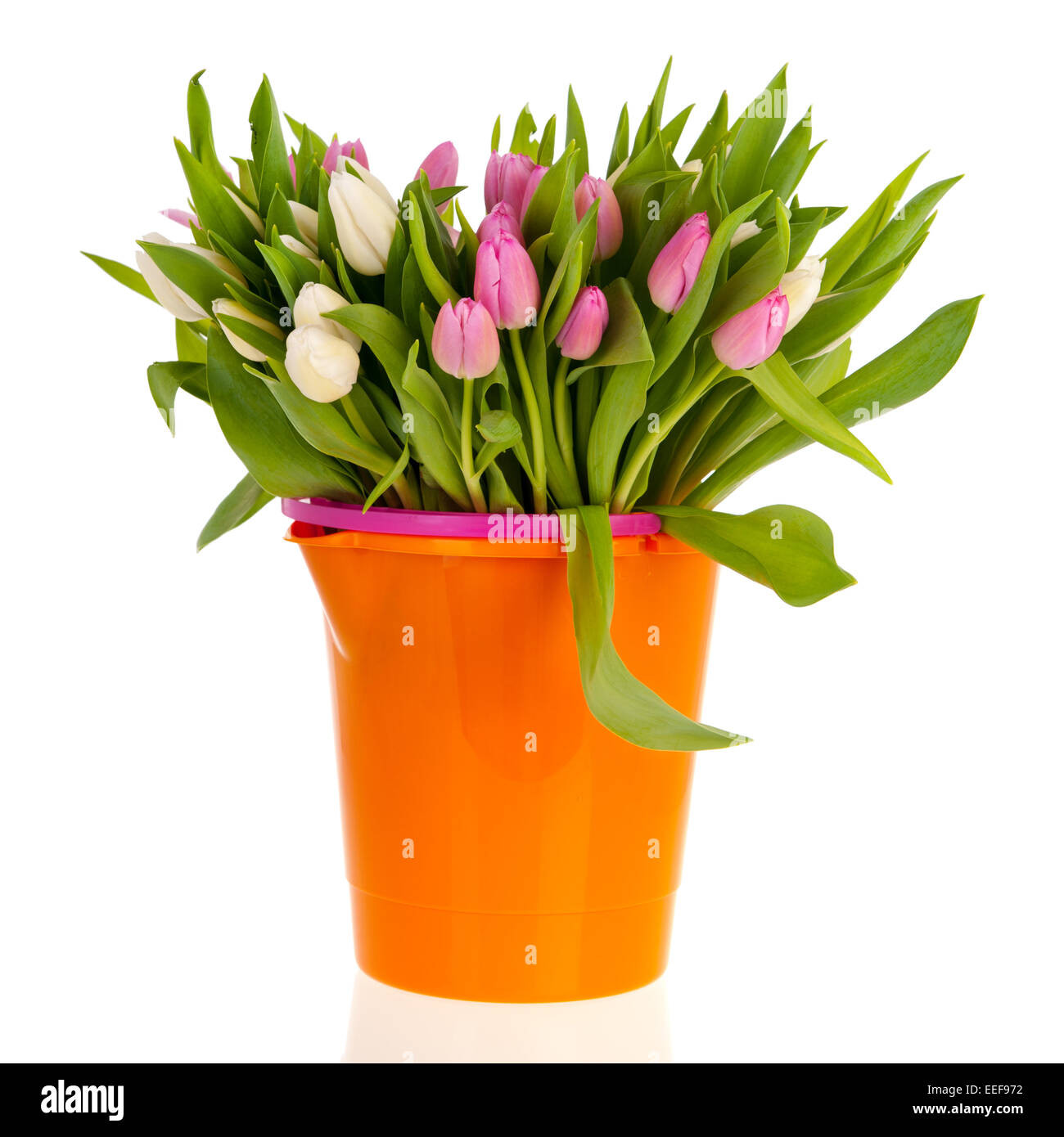 Pink and white tulips in orange bucket isolated over white background ...