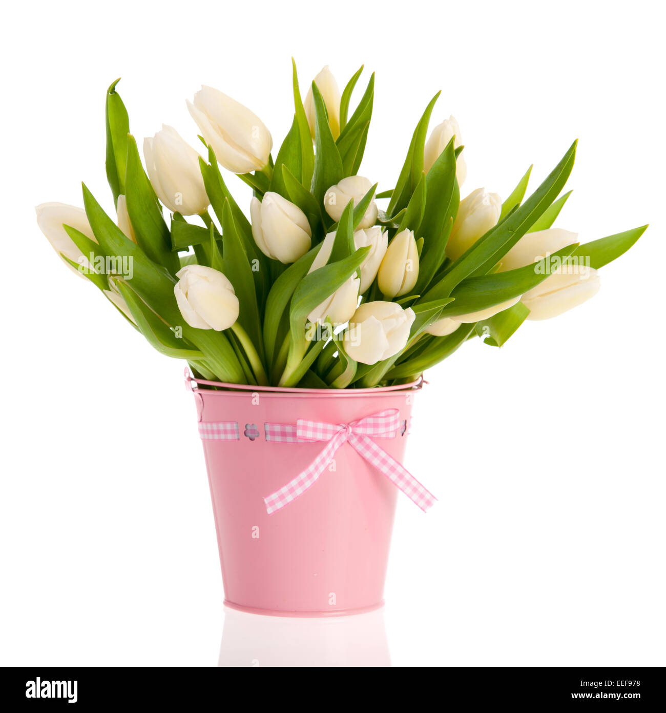White tulips in pink bucket isolated over white background Stock Photo ...