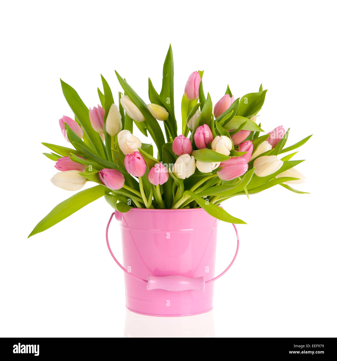 Pink and white tulips in bucket isolated over white background Stock ...