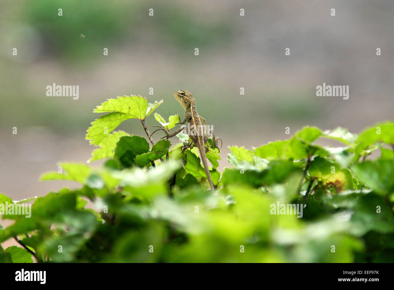 Patience with animals hi-res stock photography and images - Alamy