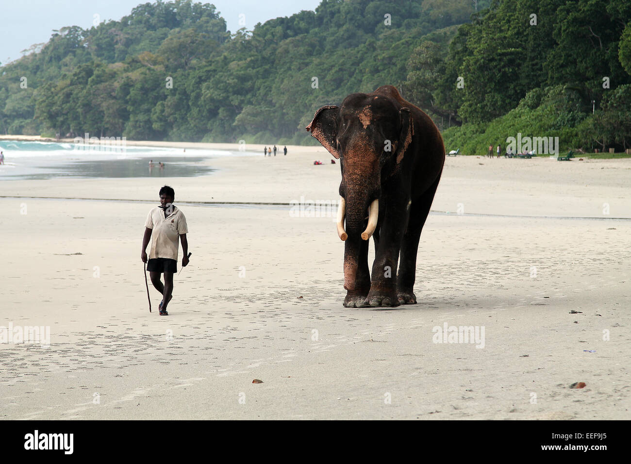 Rajan the swimming elephant hi-res stock photography and images - Alamy