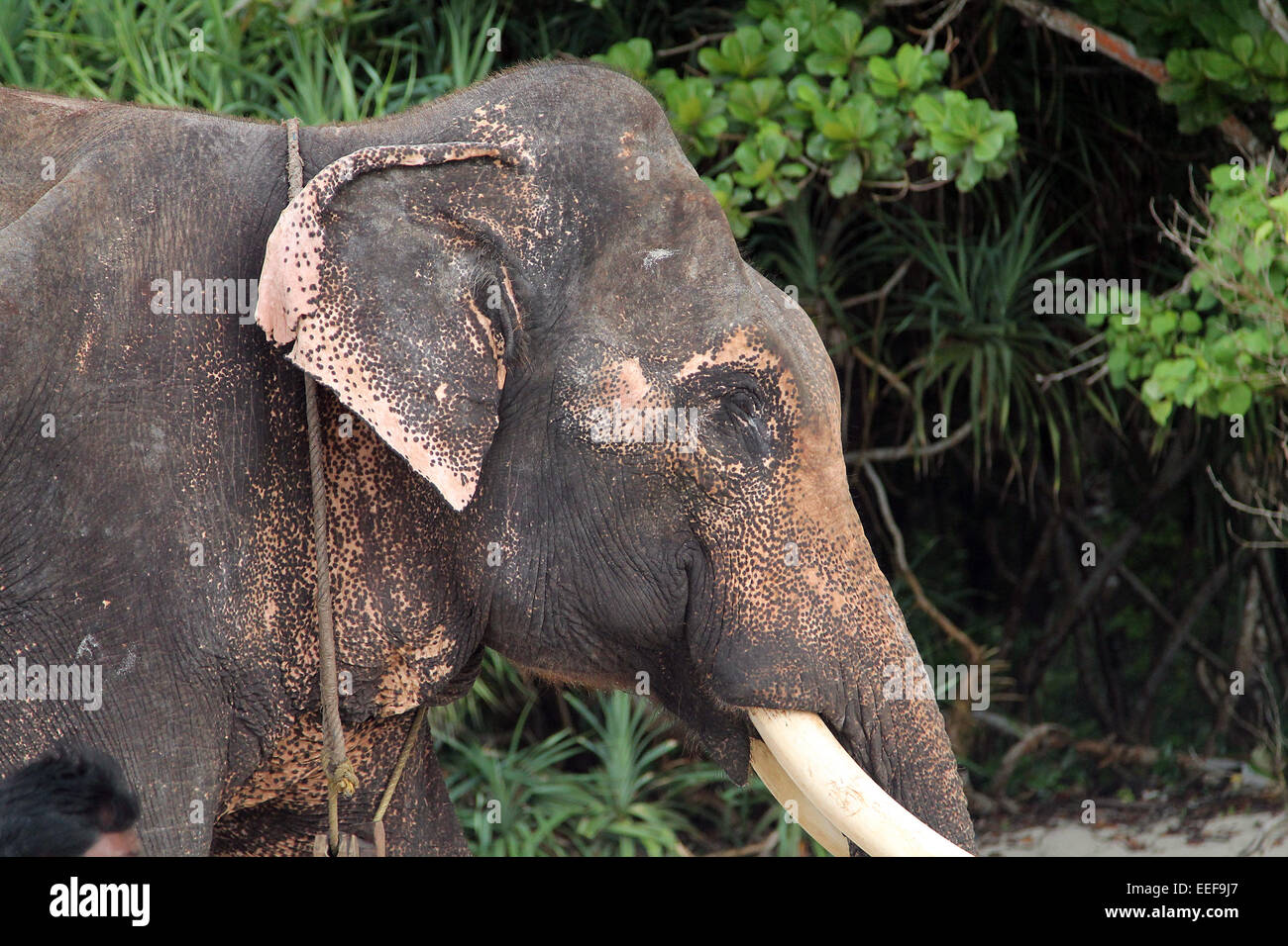 Rajan, the world's last ocean swimming elephant Stock Photo - Alamy