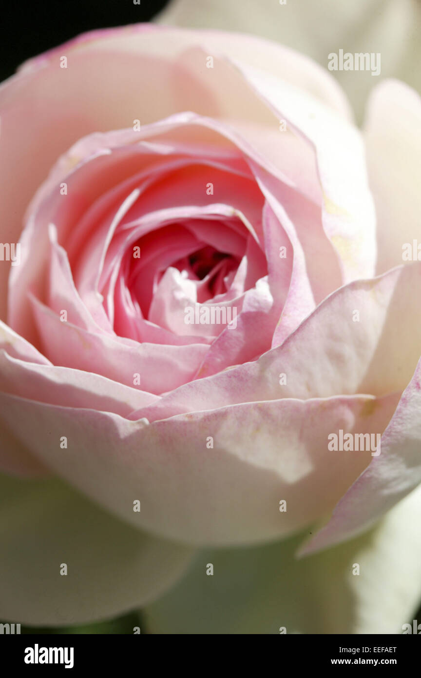 Rose, Weiss, Rosa, Blume, Bluete, Rosen, Rosenbluete, Natur, Pflanze ...