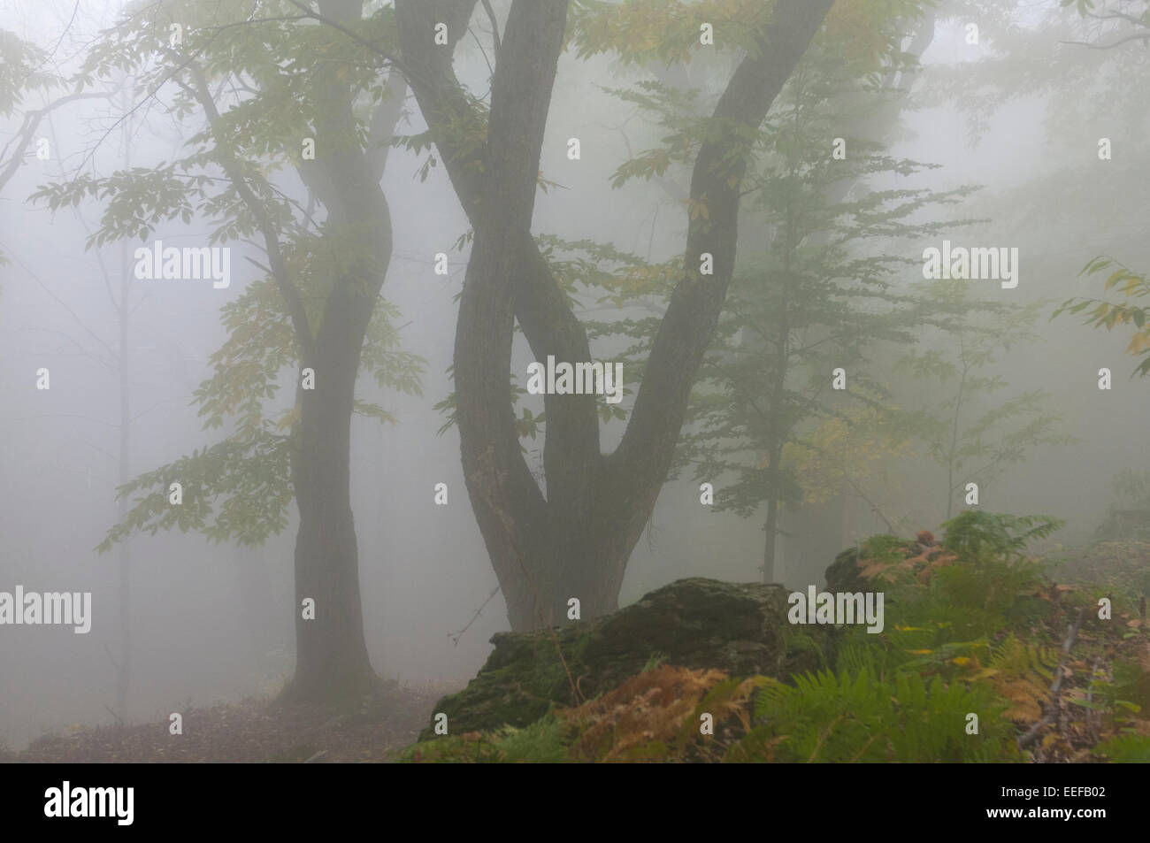 Dense fog in the forest creates soft image of tree trunks Stock Photo ...