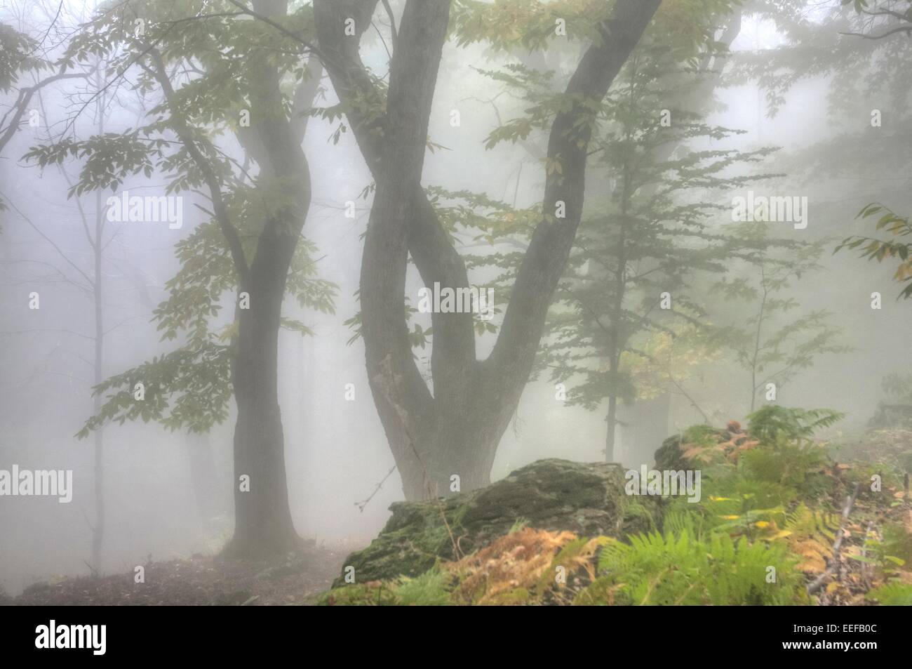 Fog pattern hi-res stock photography and images - Alamy