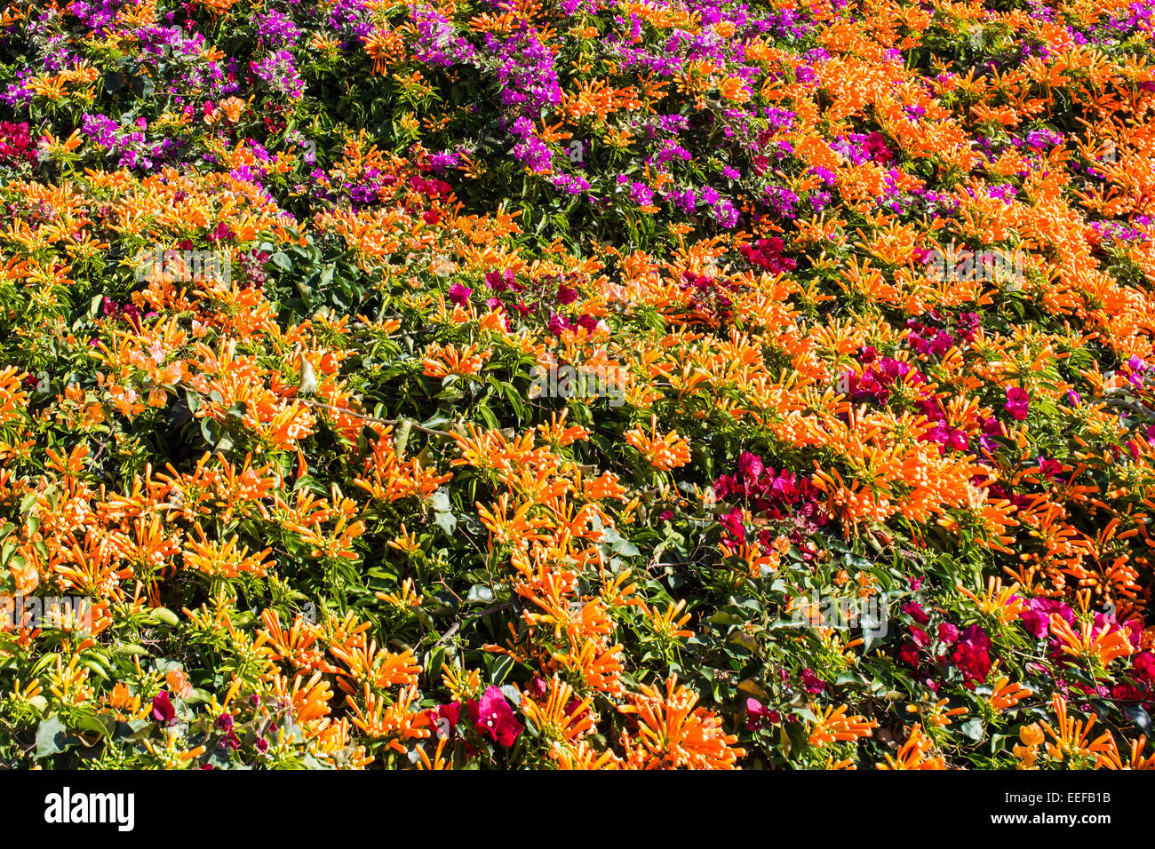 Flower carpet hi-res stock photography and images - Alamy
