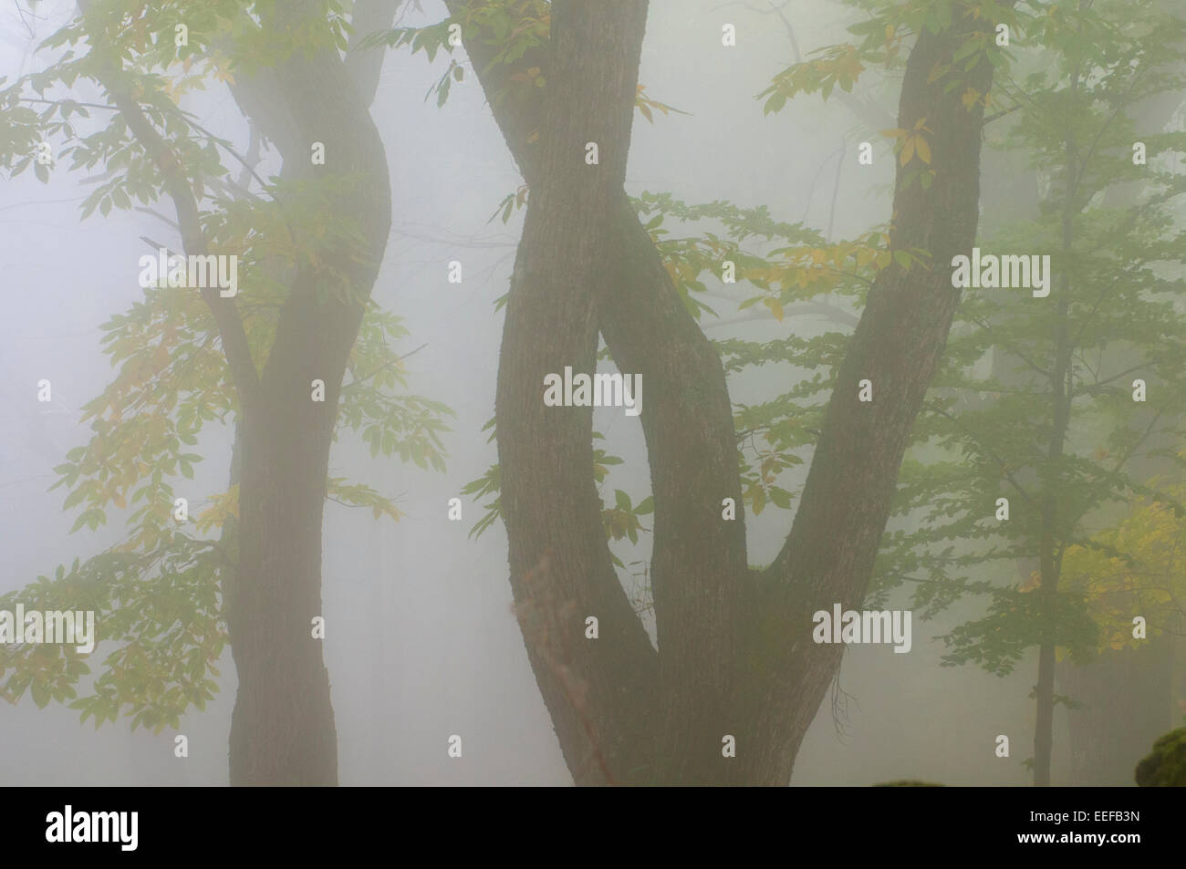 Dense fog in the forest creates soft image of tree trunks Stock Photo ...