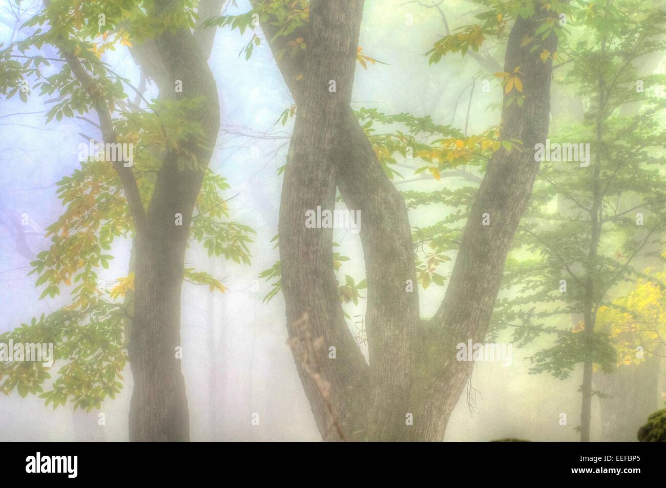 Dense fog in the forest creates soft image of tree trunks Stock Photo ...