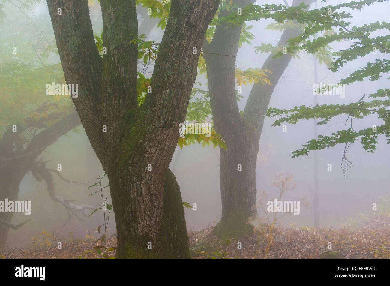 Dense fog in the forest creates soft image of tree trunks Stock Photo ...