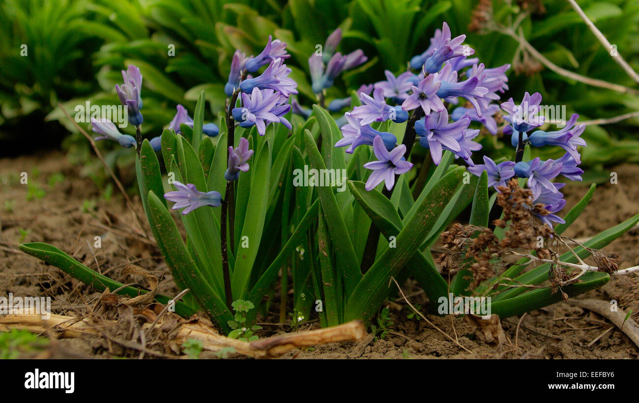Blooming garden blue hyacinth flowers - hyacinthus Stock Photo - Alamy