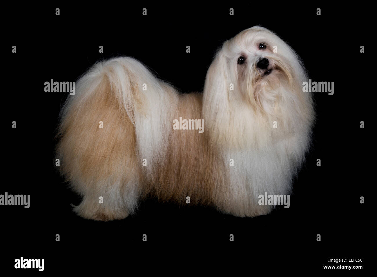Formal portraits of a Havanese dog, the national dog of Cuba Stock ...