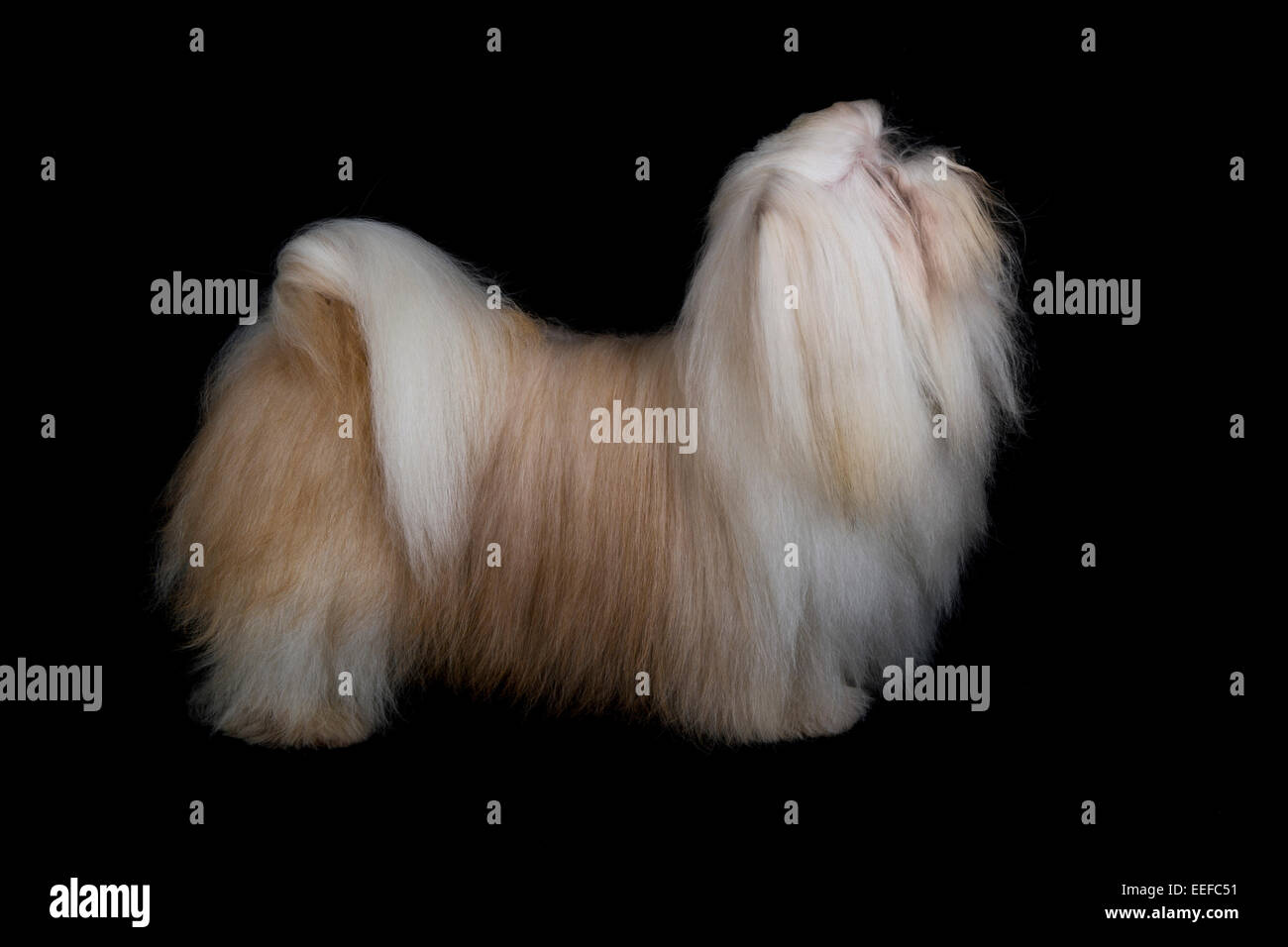 Formal portraits of a Havanese dog, the national dog of Cuba Stock ...