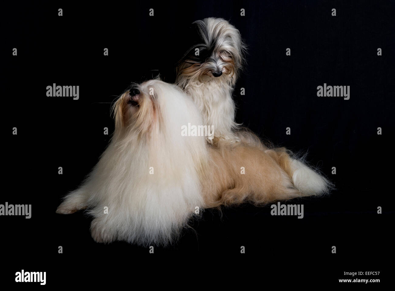 Formal portraits of a Havanese dog, the national dog of Cuba Stock ...