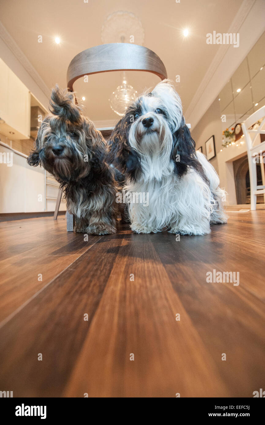 Cuban havanese hi-res stock photography and images - Alamy