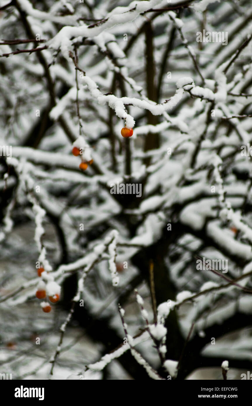 Holly bush covered in red berries hi-res stock photography and images ...