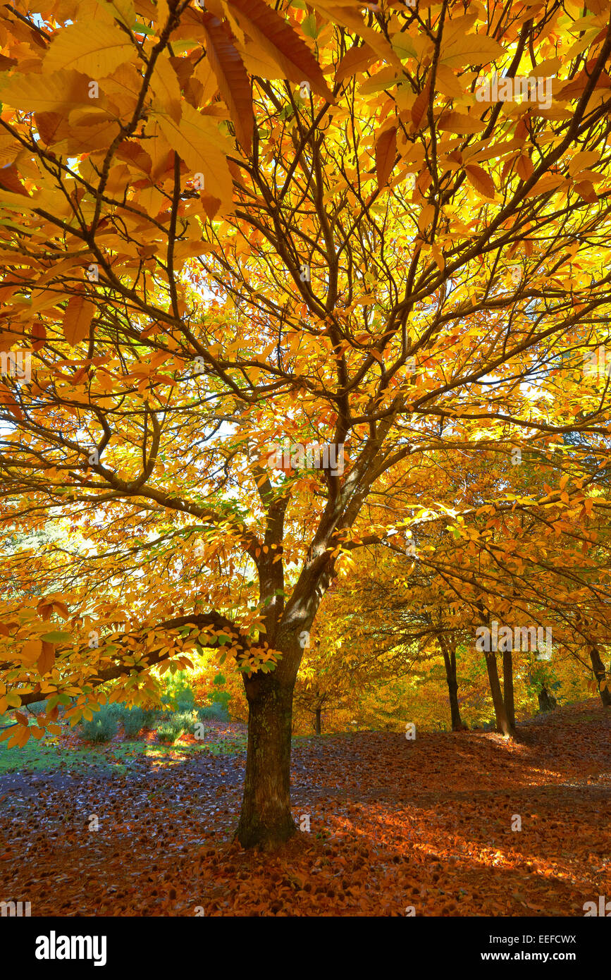 Chesnut forest (Castanea sativa), Valle del Genal, Autumn, Genal Valley ...