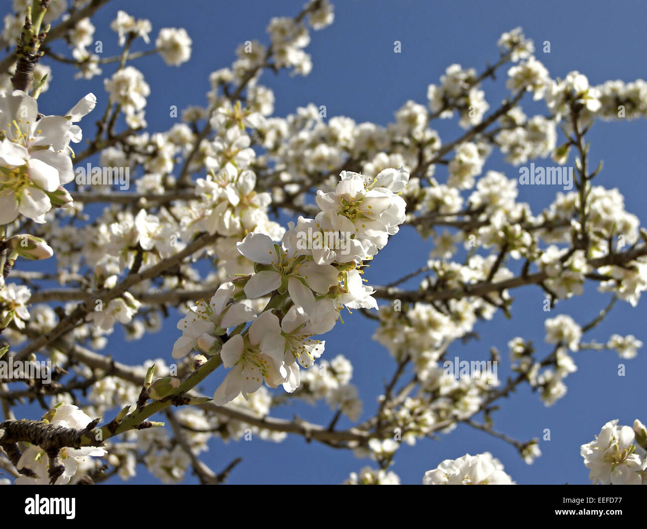 Mandelbaeume hi-res stock photography and images - Alamy