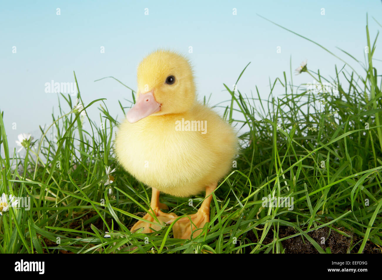 4 days old easter duckling in green grass Stock Photo - Alamy