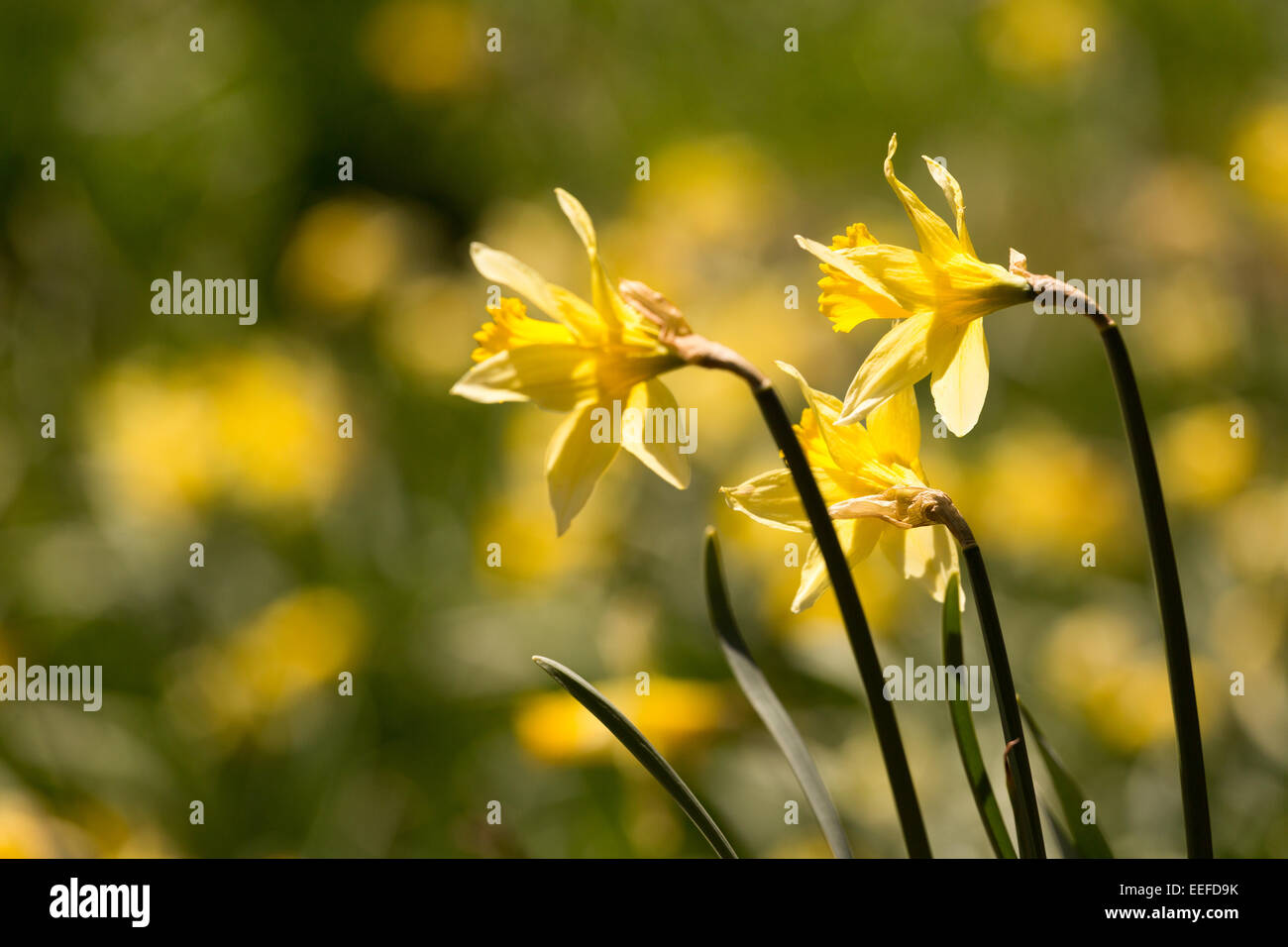 German belgian border hi-res stock photography and images - Alamy