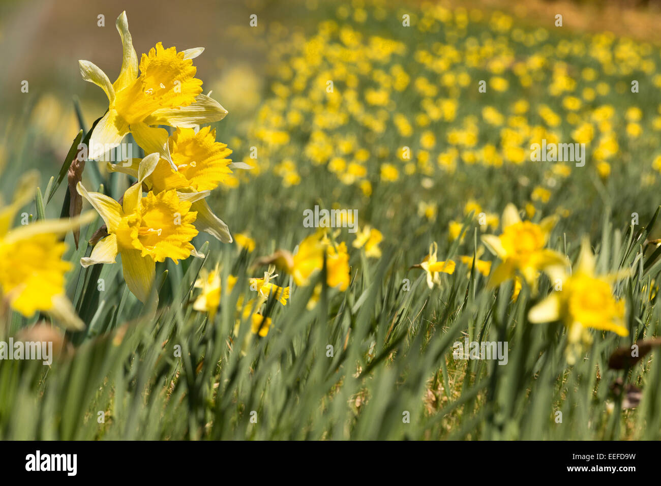 Wild daffodils blooming in the woods on the German Belgian border in ...