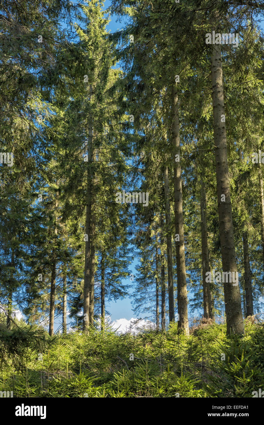 Pine trees on the peaks of the Eifel region in Germany Stock Photo - Alamy