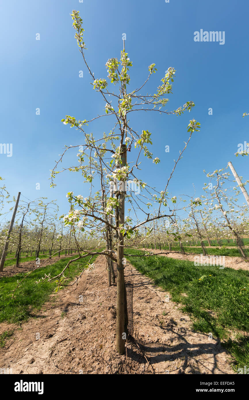 Endless rows of young pear trees in full bloom in the famous Flemish ...