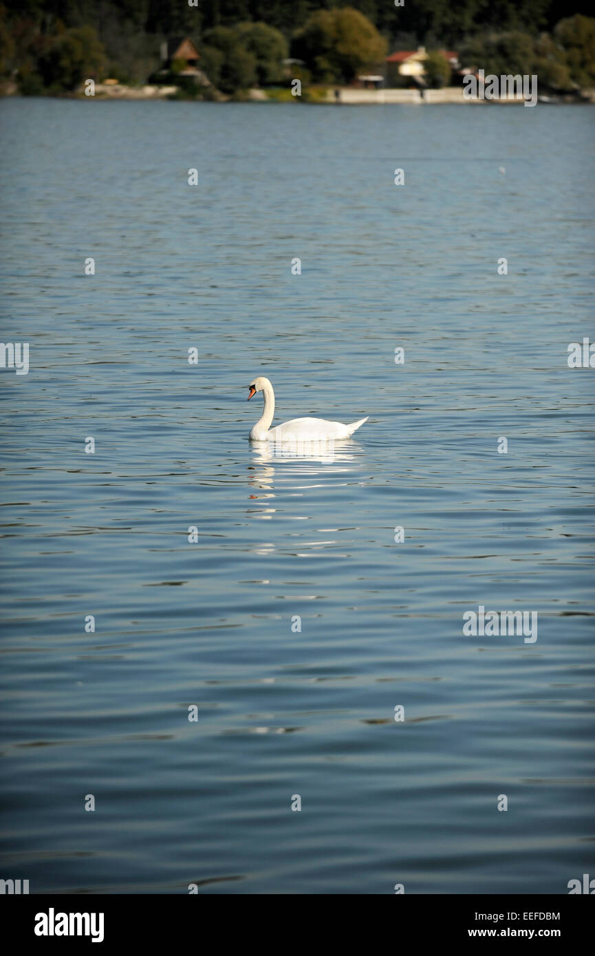 One Swan Water Reflection on the blue Background Stock Photo - Alamy
