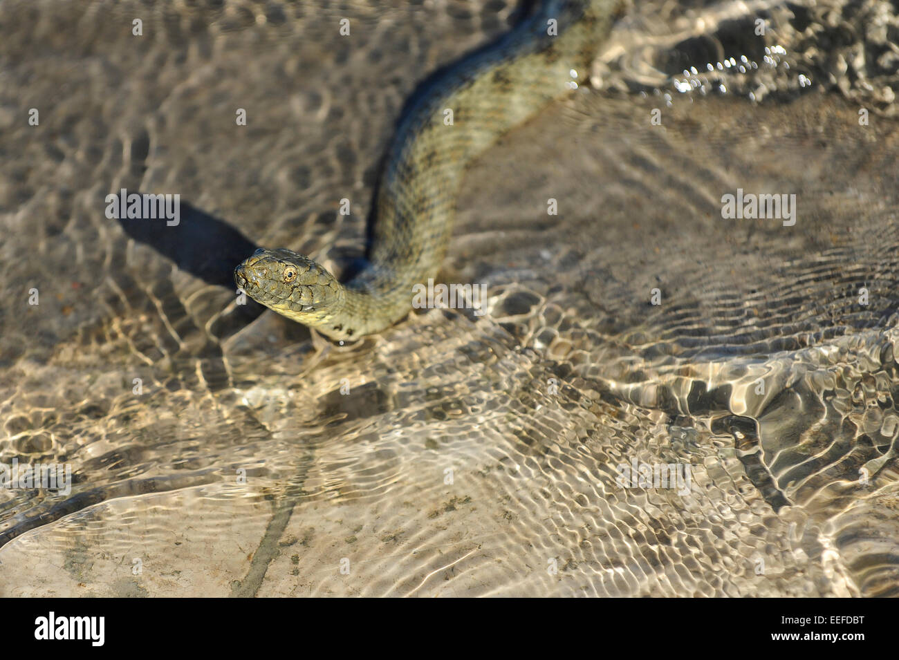 Water Snake Swam in river Stock Photo - Alamy