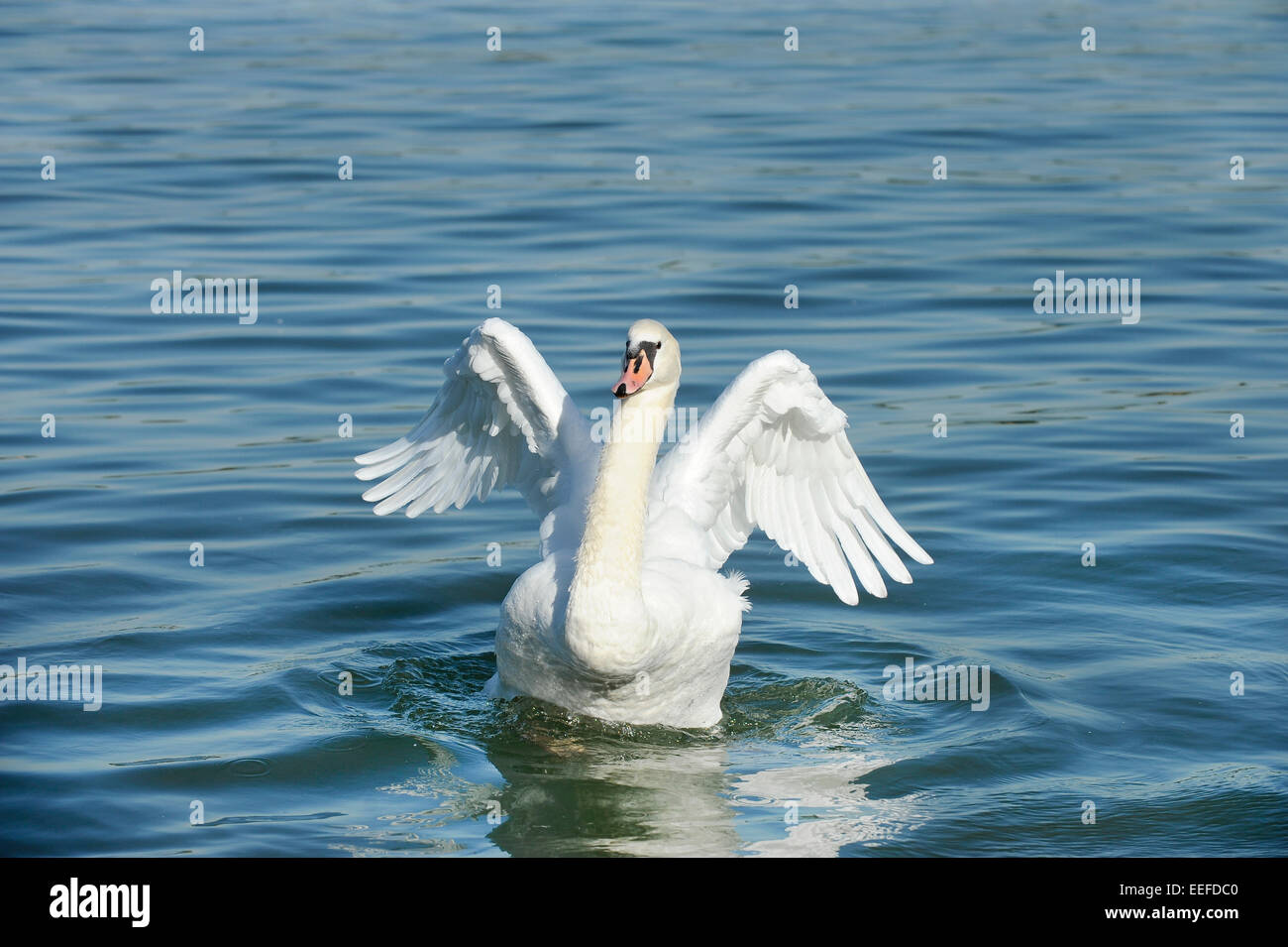 One Swan Water Reflection on the blue Background Stock Photo - Alamy