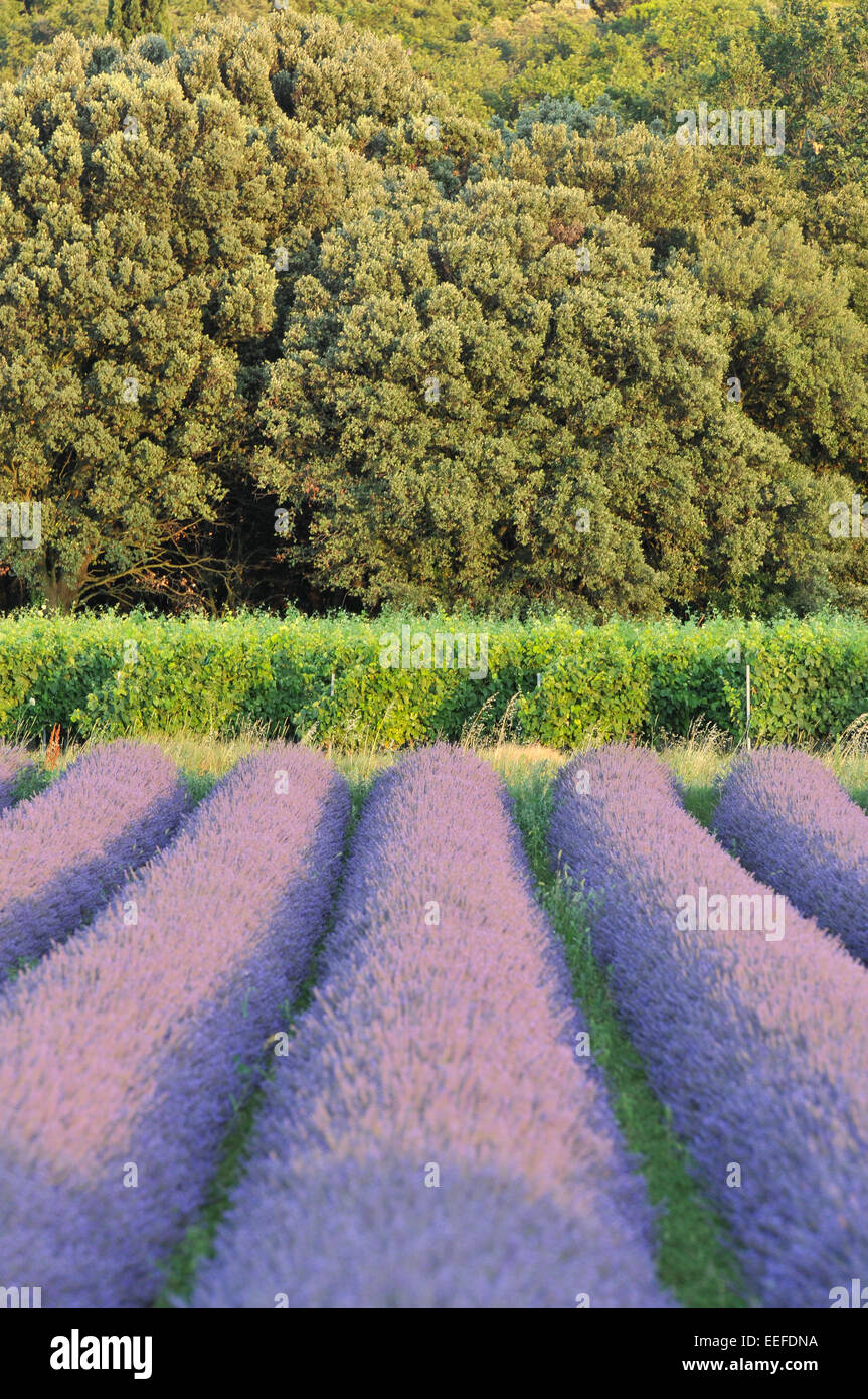 Alignment with nature hi-res stock photography and images - Alamy