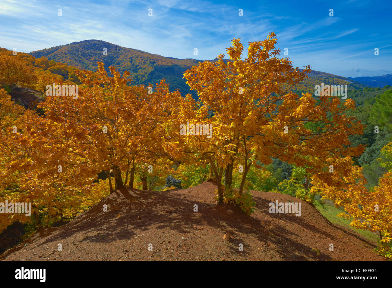 Chesnut forest (Castanea sativa), Valle del Genal, Autumn, Genal Valley ...