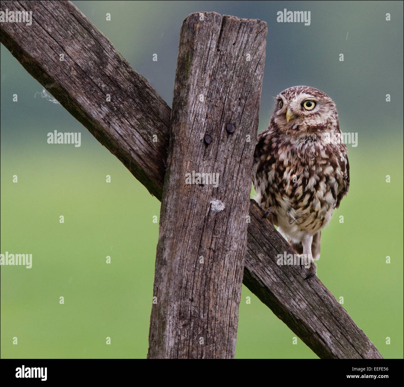 Little Owl perched on an old fence Stock Photo - Alamy