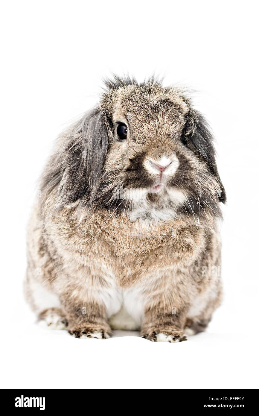 Head by paws Cut Out Stock Images & Pictures - Alamy