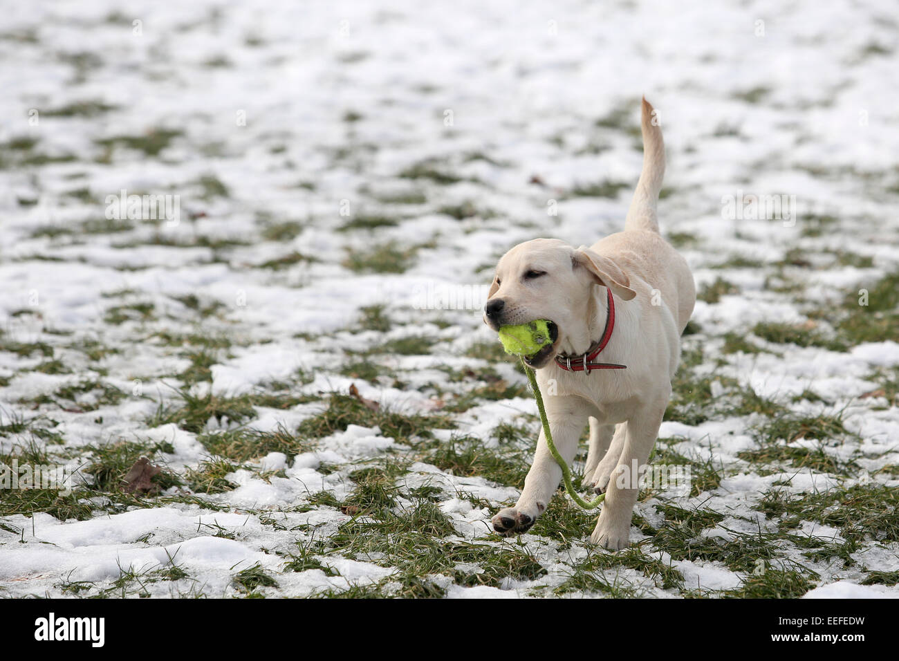 Labrador retriever puppy happy in the yard Stock Photo - Alamy