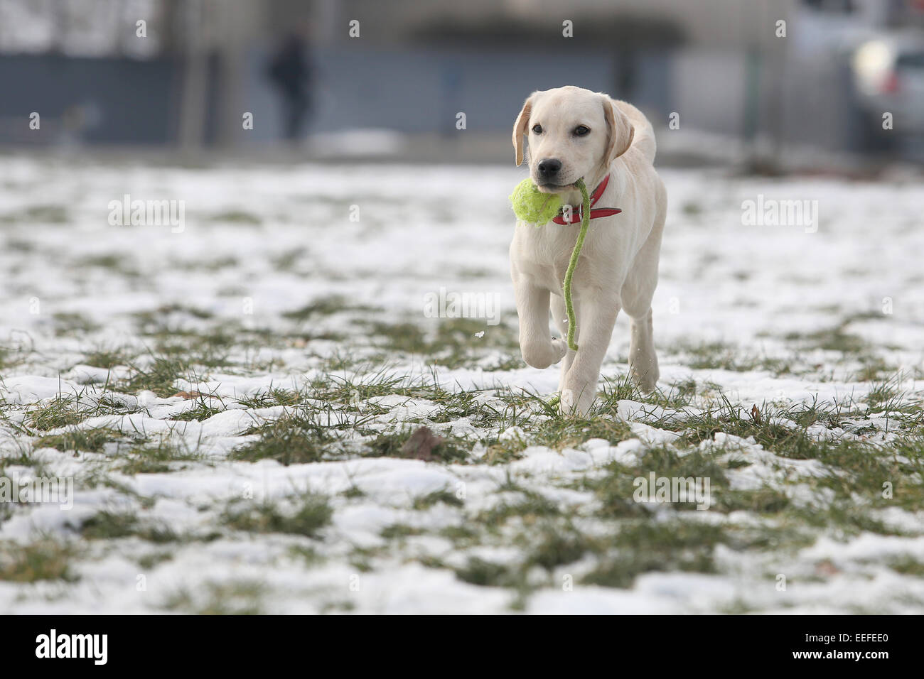 Labrador retriever puppy happy in the yard Stock Photo - Alamy