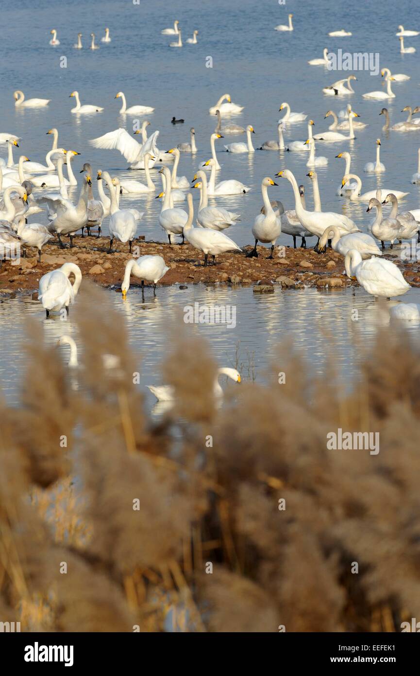 Zhengzhou, China. 17th Jan, 2015. Swans are seen in the Sanmenxia ...