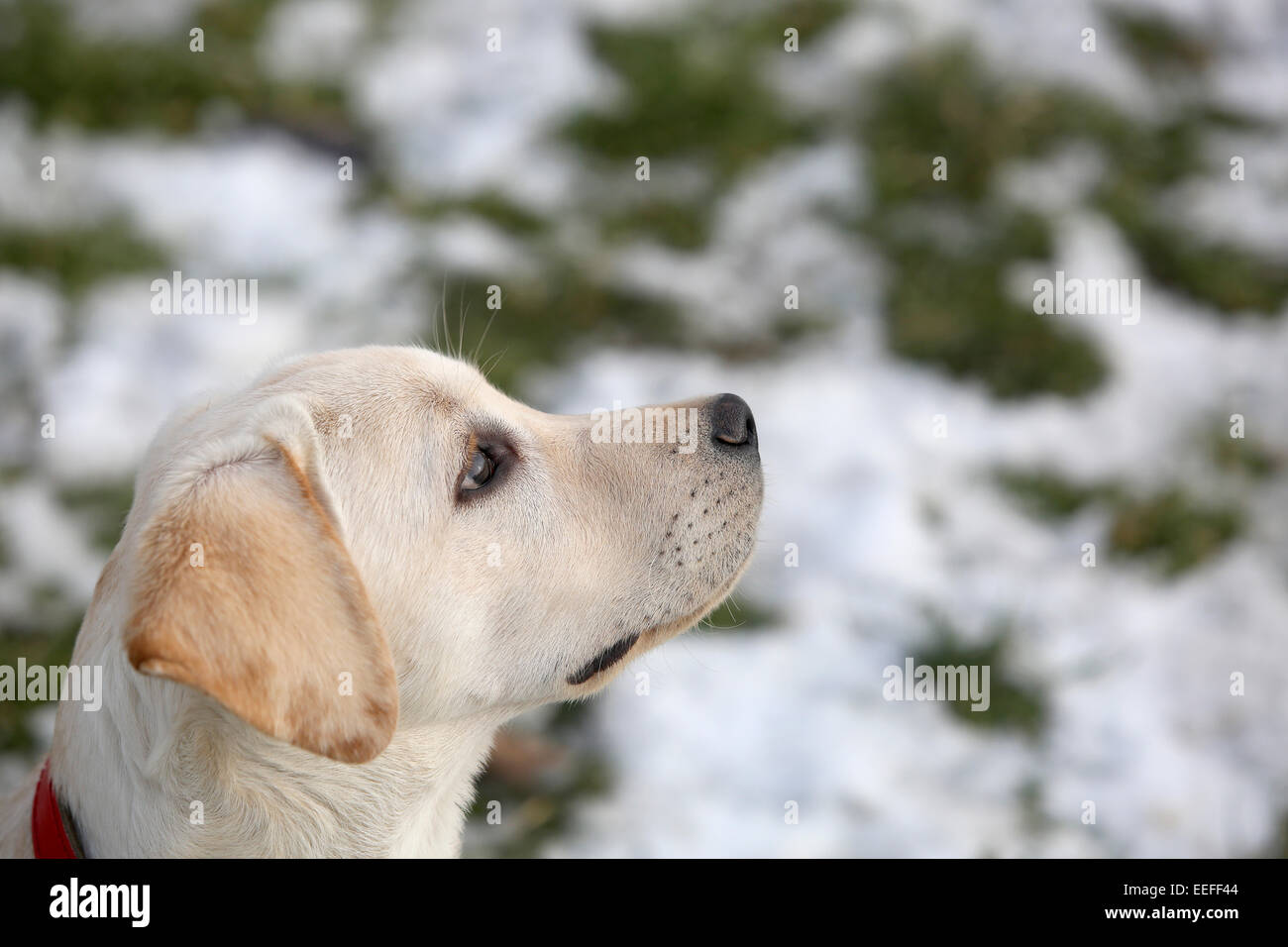 Labrador retriever puppy happy in the yard Stock Photo - Alamy