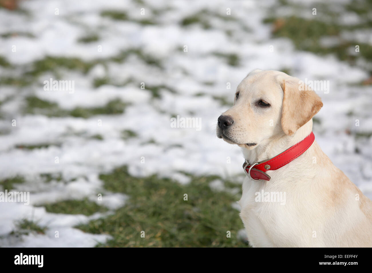Labrador retriever puppy happy in the yard Stock Photo - Alamy