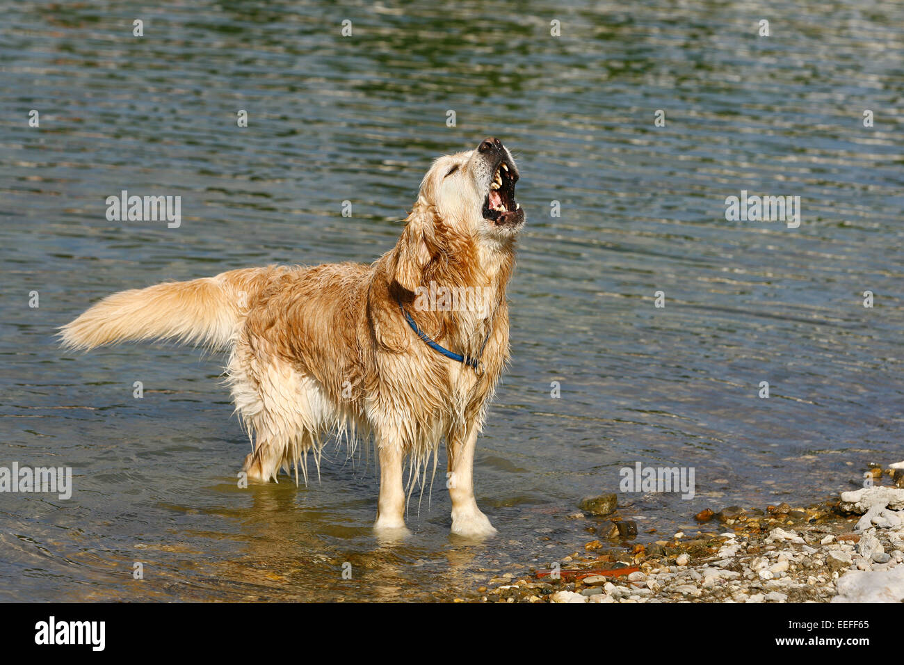Golden retriever in the water Stock Photo - Alamy