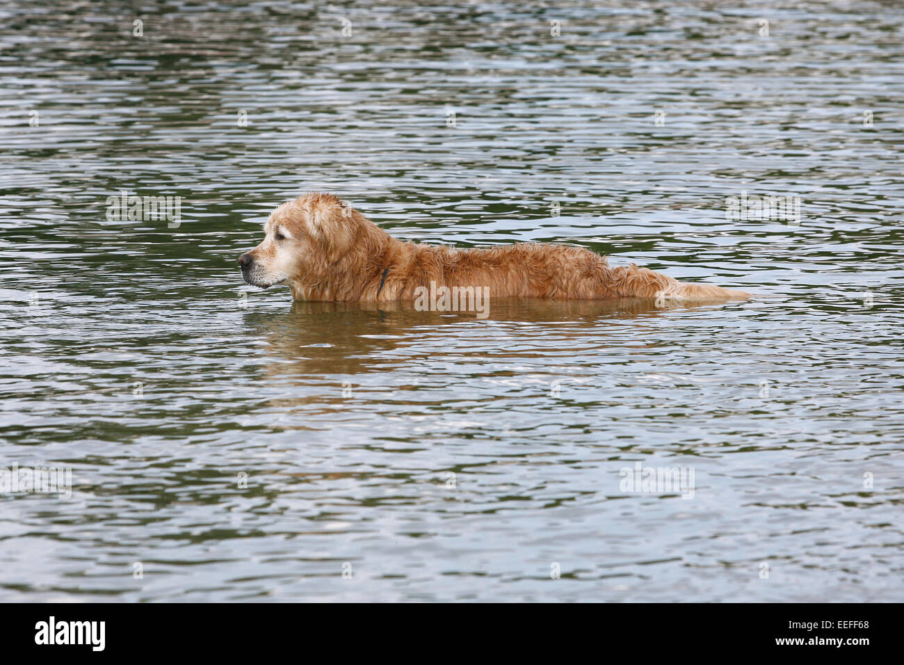 Golden Retriever Dog sitting in the river Stock Photo - Alamy